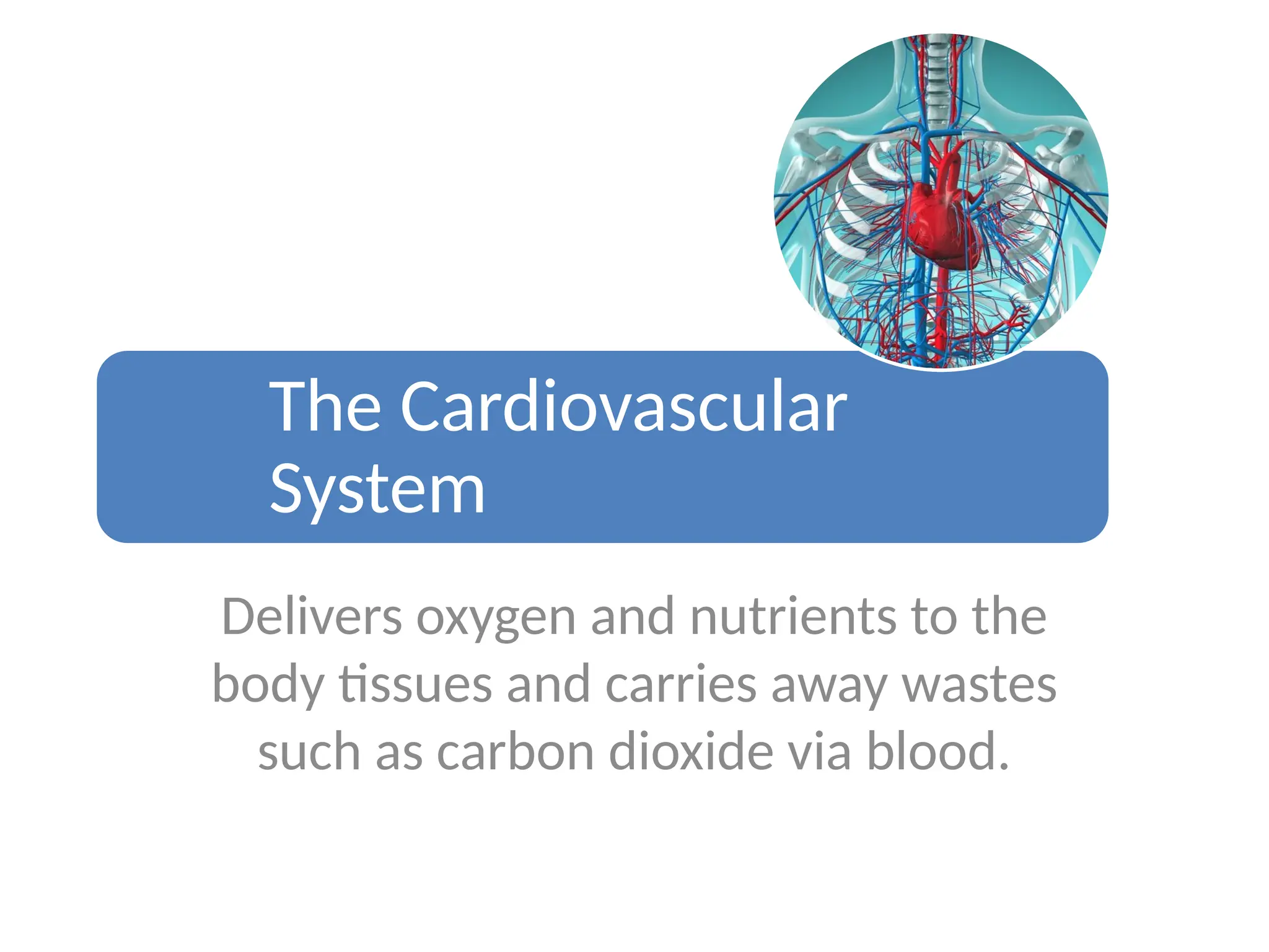 The Human Body's Cardiovascular System.ppt