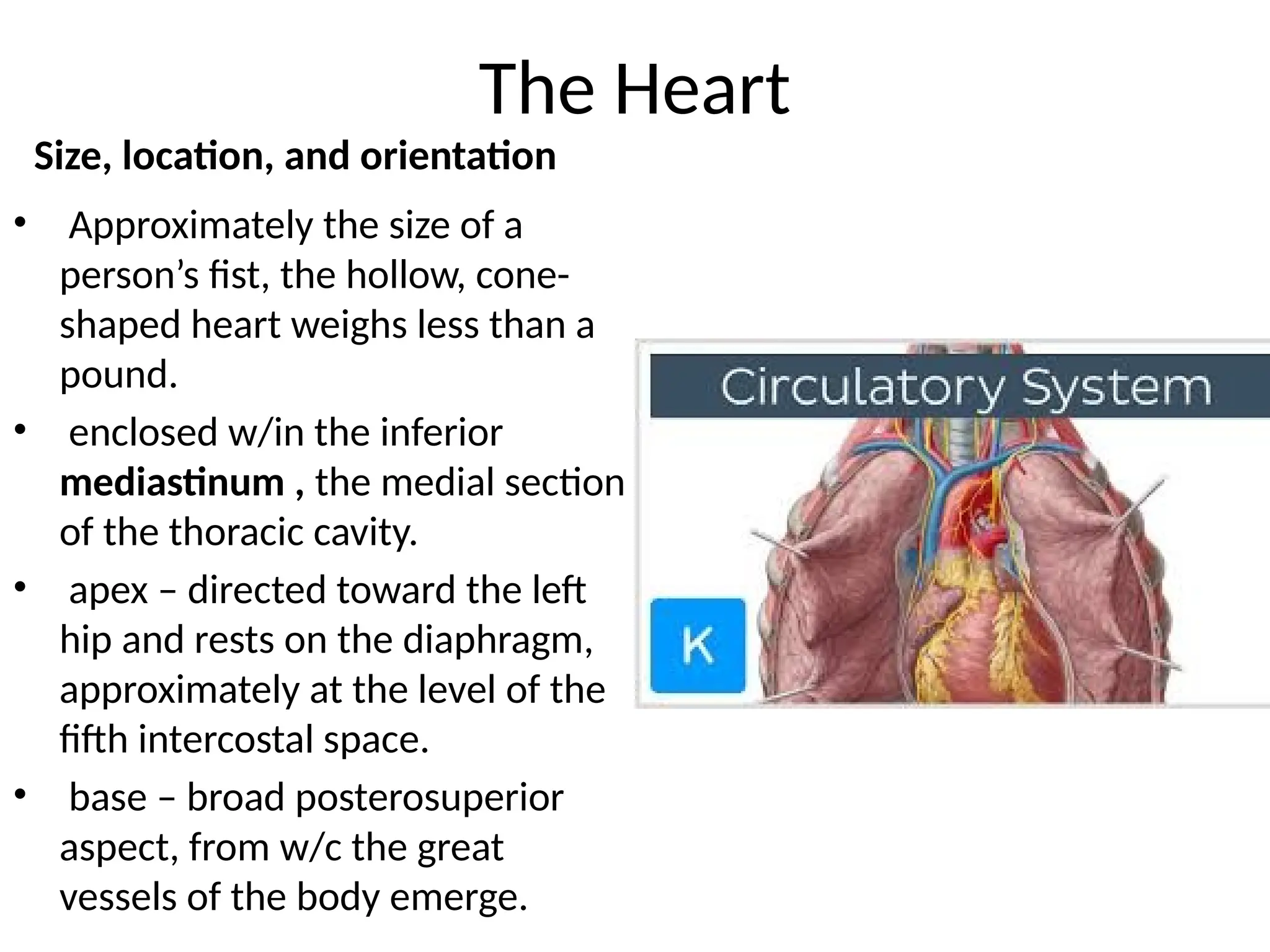 The Human Body's Cardiovascular System.ppt