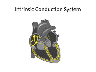 The Human Body's Cardiovascular System.ppt