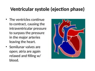 The Human Body's Cardiovascular System.ppt