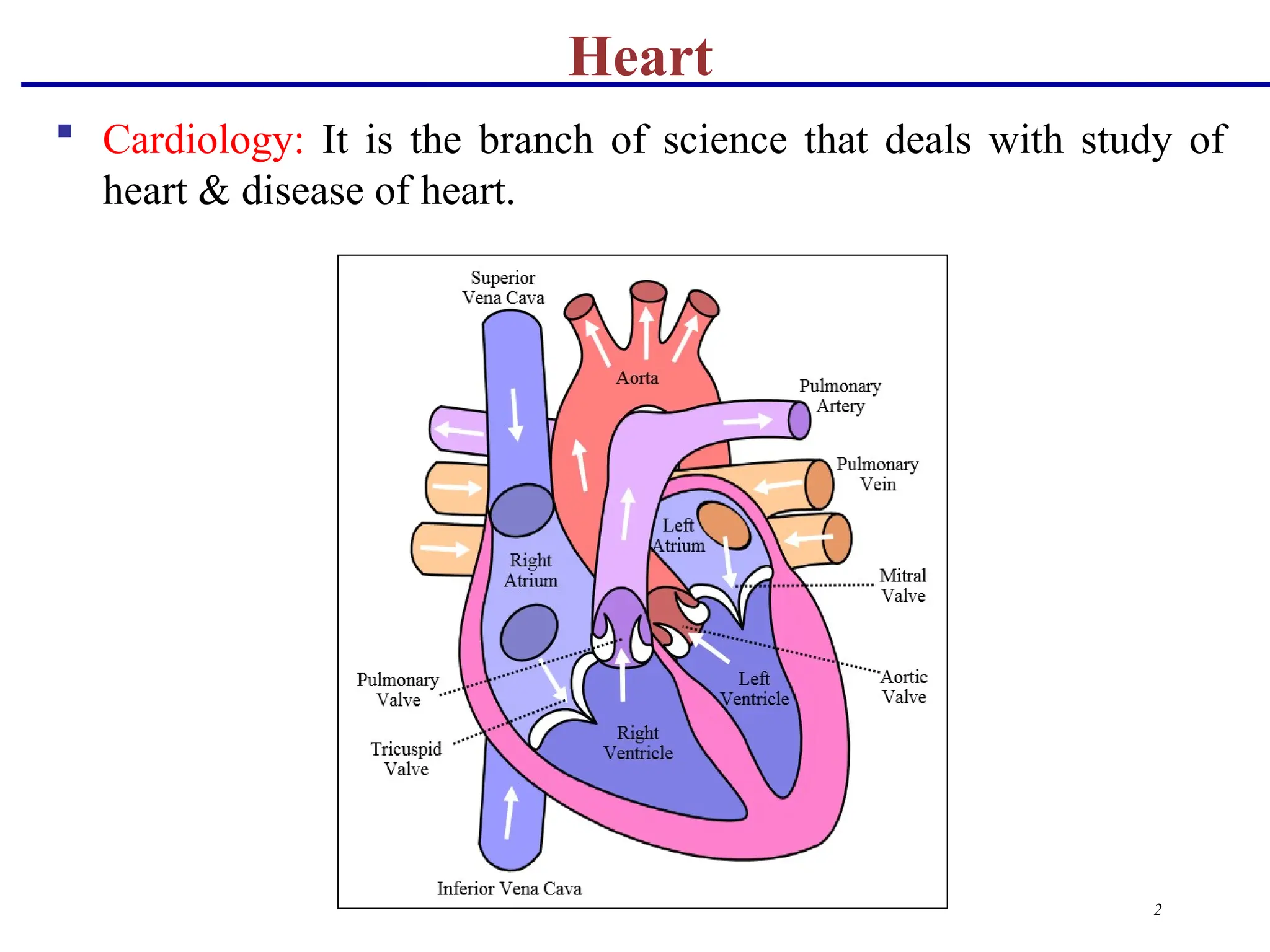 Cardio vascular system. For BSc nursing students | PPTX