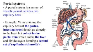 anatomy of CARDIOVASCULAR SYSTEM.ppt
