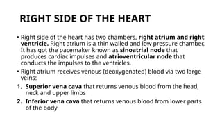 cardiovascular system.right&left side of the hear. | PPT