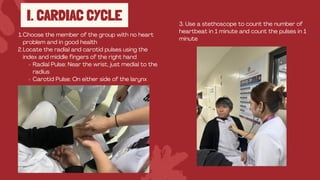 Cardiovascular System Physiology Experiment | PDF