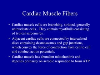 THE CARDIOVASCULAR SYSTEM (heart anatomy) | PPT