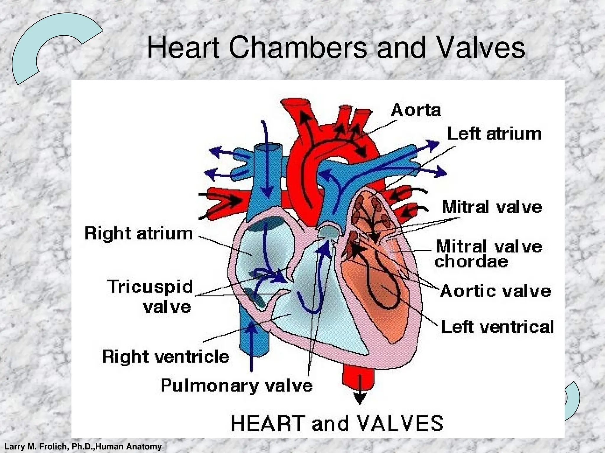 Anatomy and Physiology of Cardiovascular System | PPT