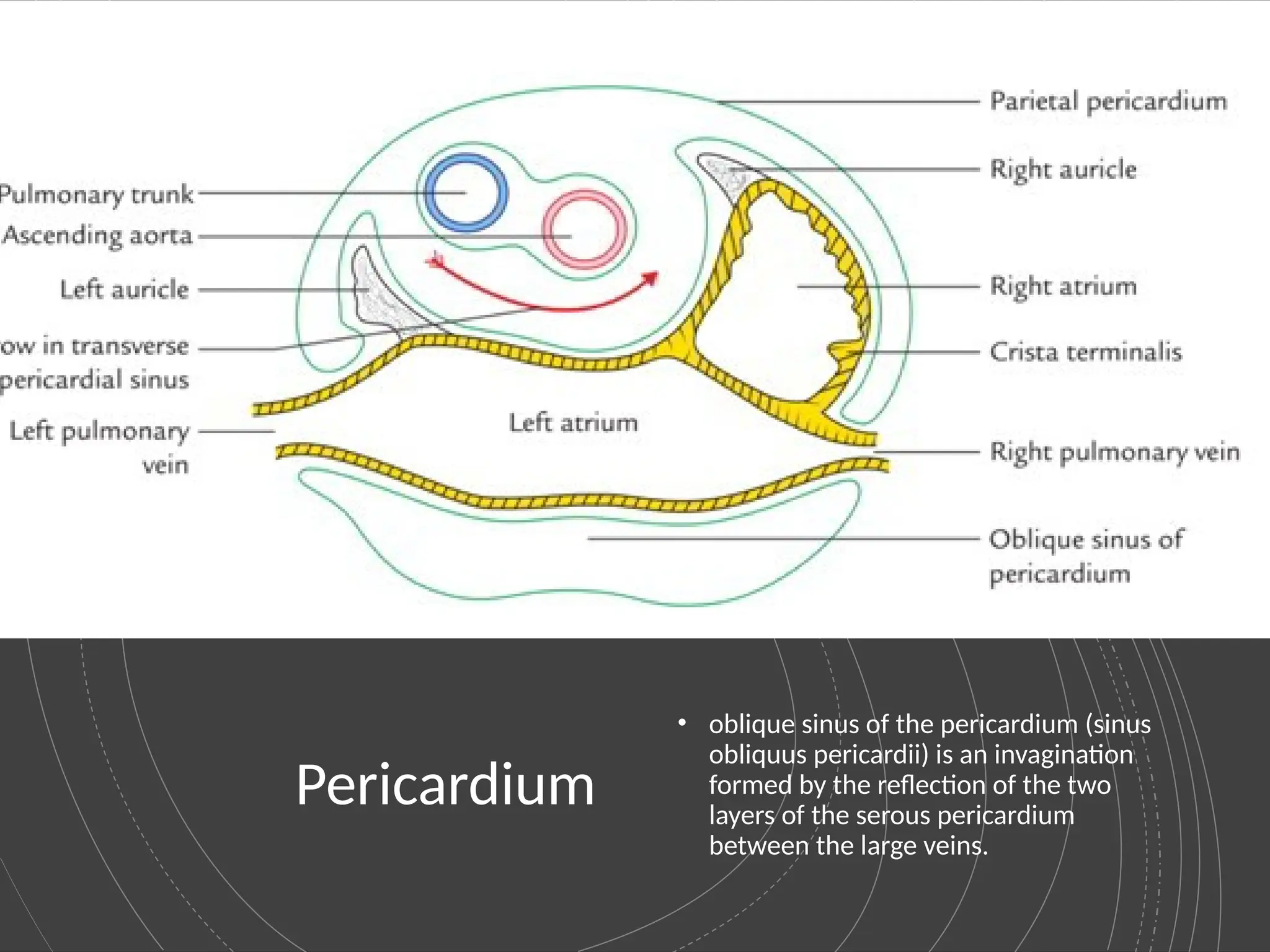 Anatomy of Cardiovascular system of Animals.pptx