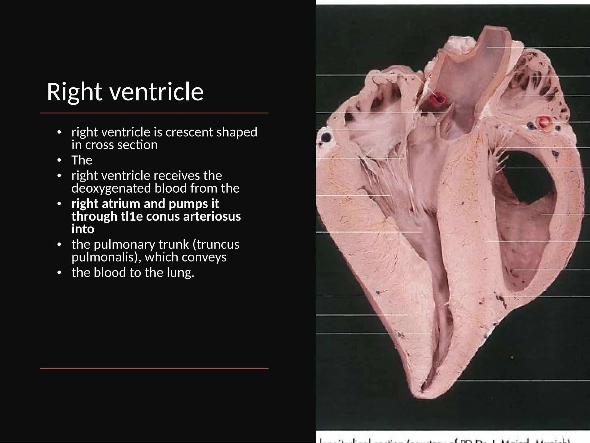 Anatomy of Cardiovascular system of Animals.pptx