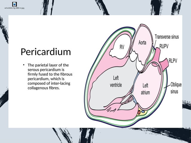 Anatomy of Cardiovascular system of Animals.pptx