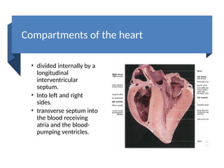 Anatomy of Cardiovascular system of Animals.pptx