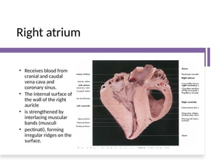 Anatomy of Cardiovascular system of Animals.pptx