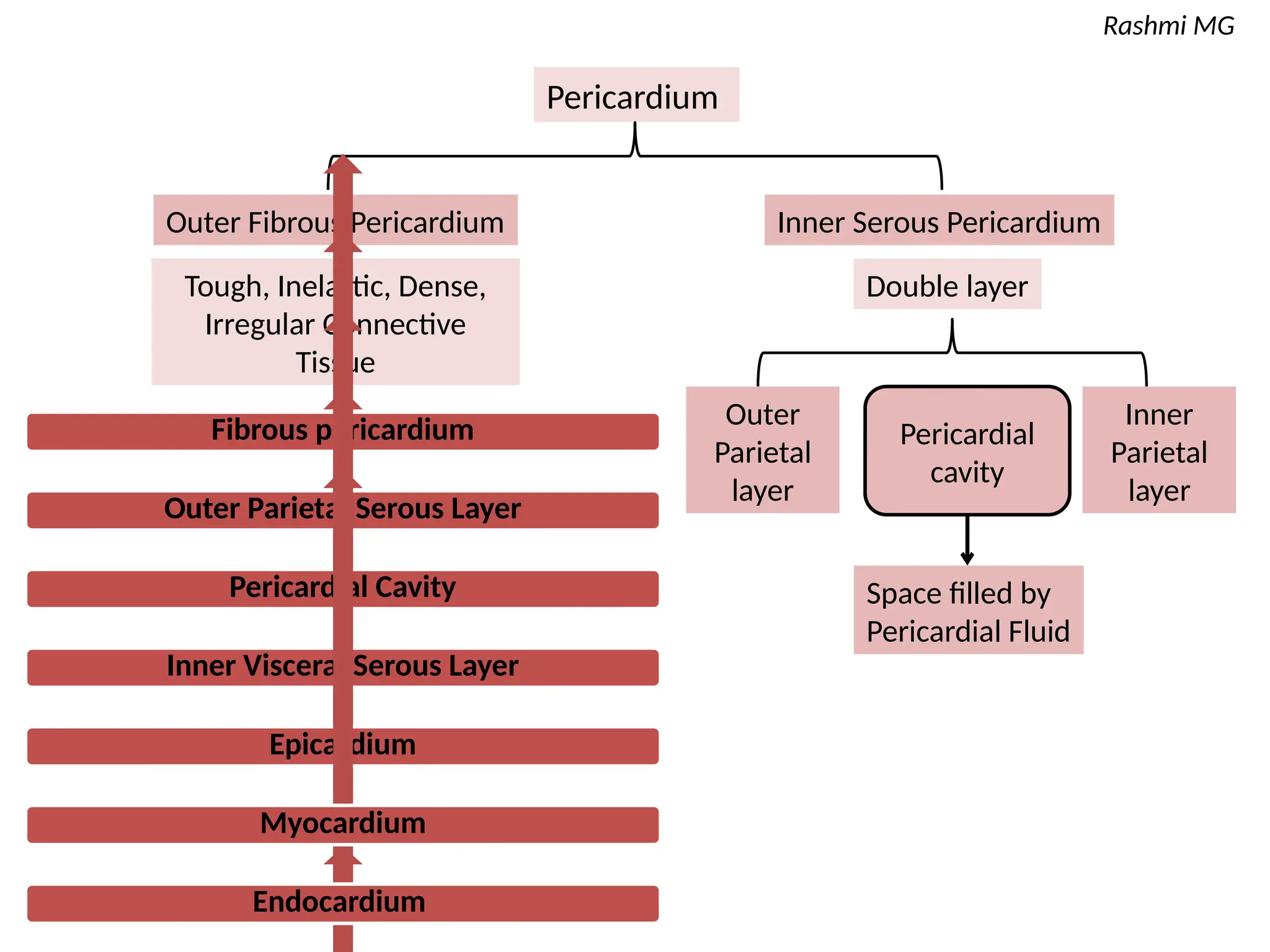 THE HUMAN CARDIOVASCULAR SYSTEM- INTRODUCTION, COMPONENTS, FUNCTIONS ...
