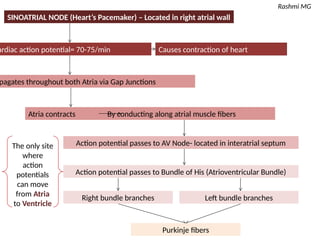 THE HUMAN CARDIOVASCULAR SYSTEM- INTRODUCTION, COMPONENTS, FUNCTIONS ...