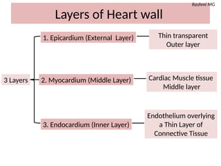 THE HUMAN CARDIOVASCULAR SYSTEM- INTRODUCTION, COMPONENTS, FUNCTIONS ...