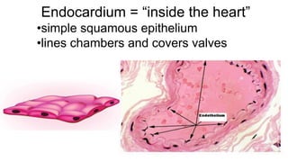 Cardiovascular system Presentation Class Anatomy | PDF