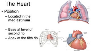 Cardiovascular system Presentation Class Anatomy | PDF