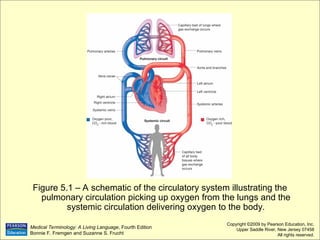 Cardiovascular system medical terminology | PPT