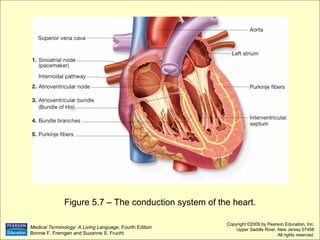 Cardiovascular system medical terminology | PPT