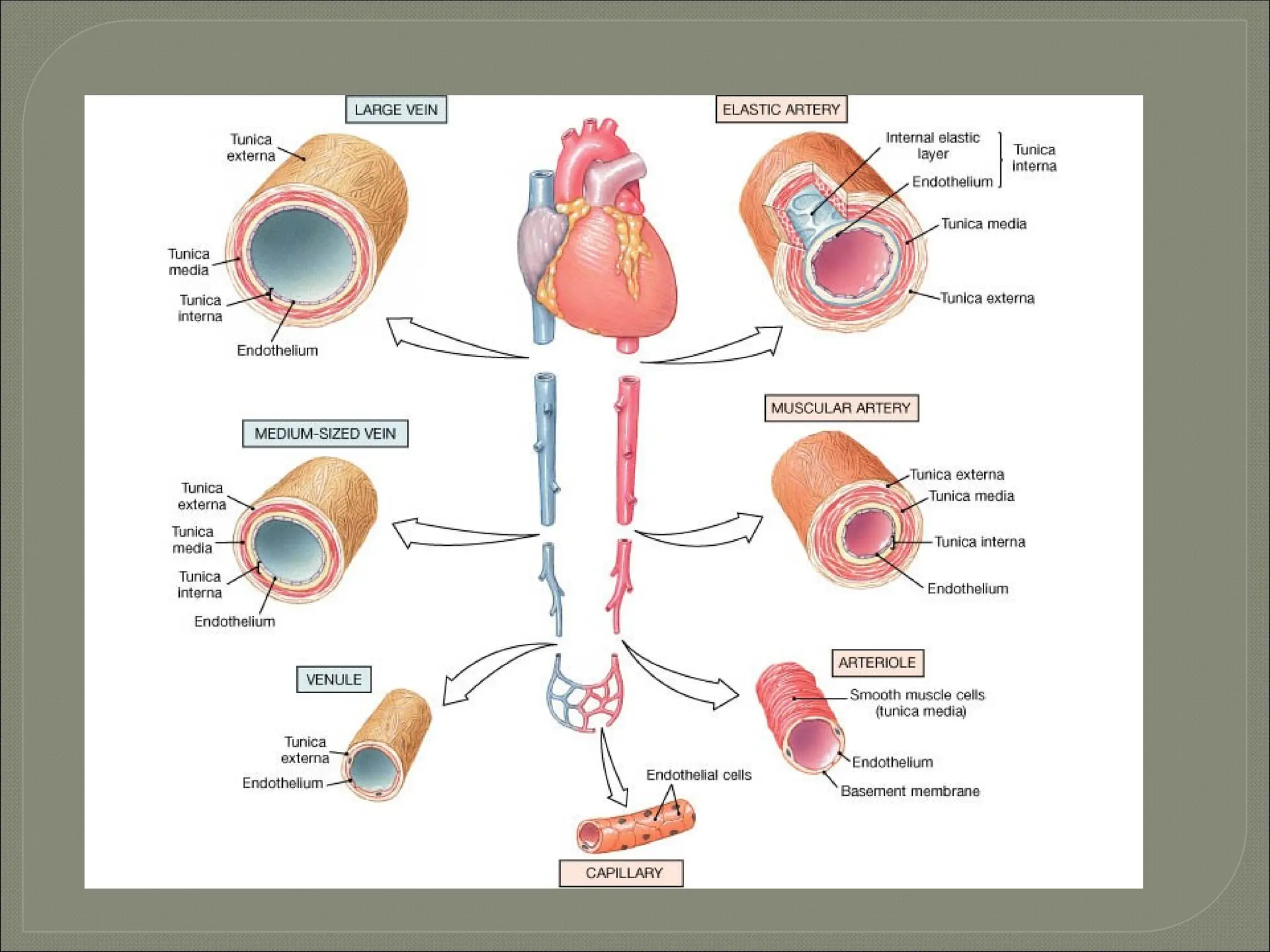 Cardiovascular (physiology of heart) System-blood vessels.ppt