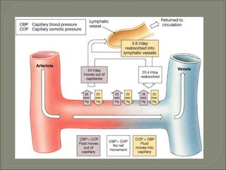 Cardiovascular (physiology of heart) System-blood vessels.ppt