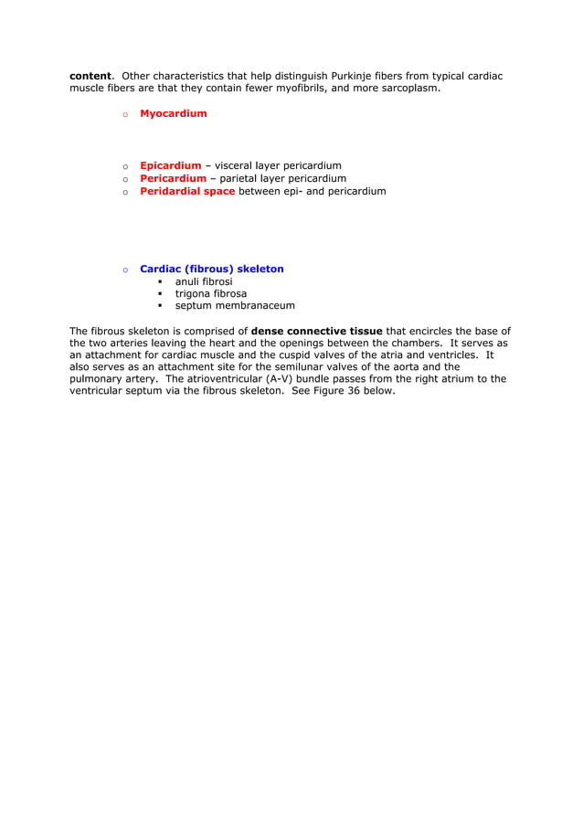 Cardiovascular system copy | DOC