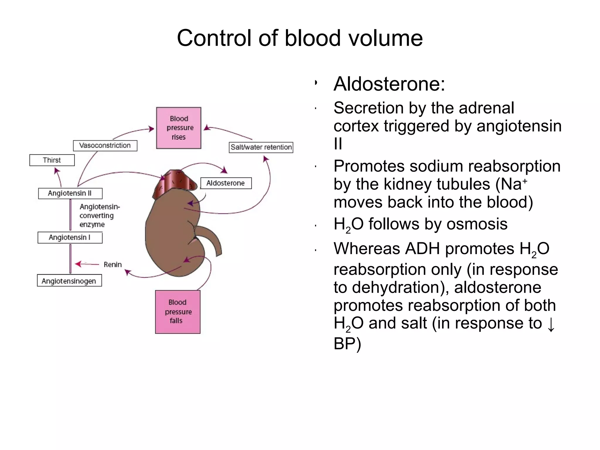 Cardiovascular system flow and pressure | PPT