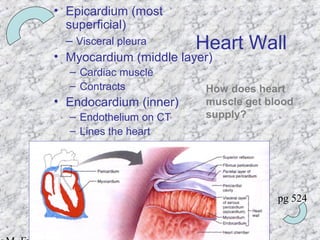 Cardiovascular system | PPT
