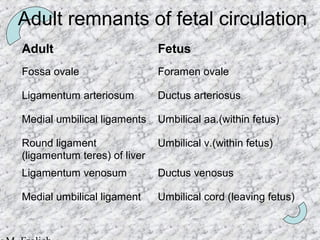 Cardiovascular system | PPT