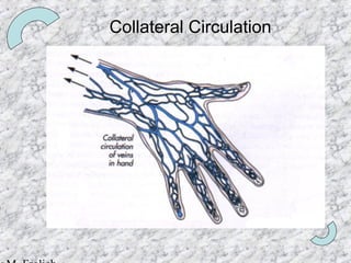 Cardiovascular system | PPT