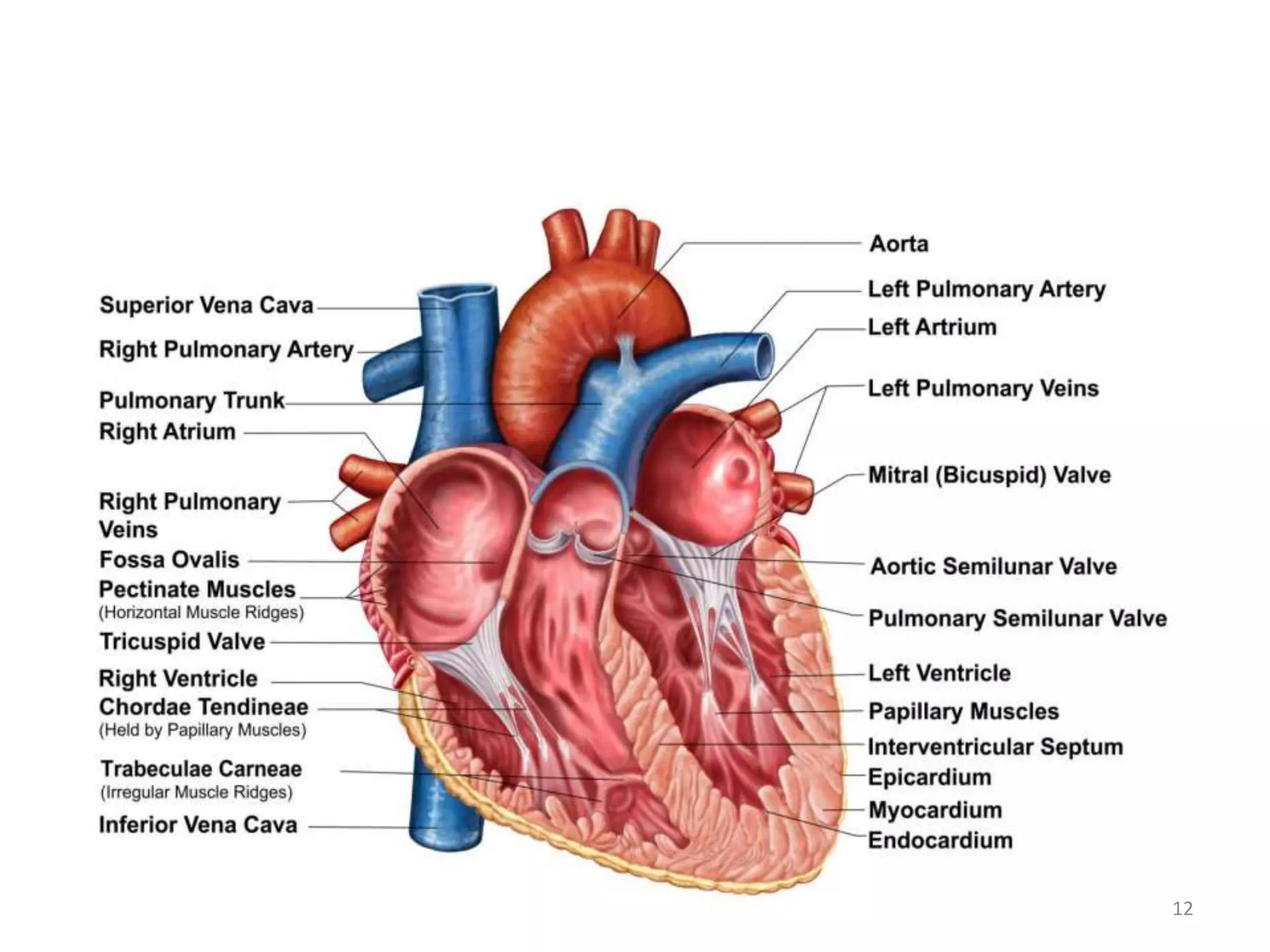 Cardiovascular System (1).pptx