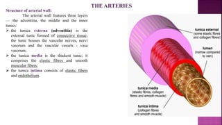 cardiovascular system1.ppt