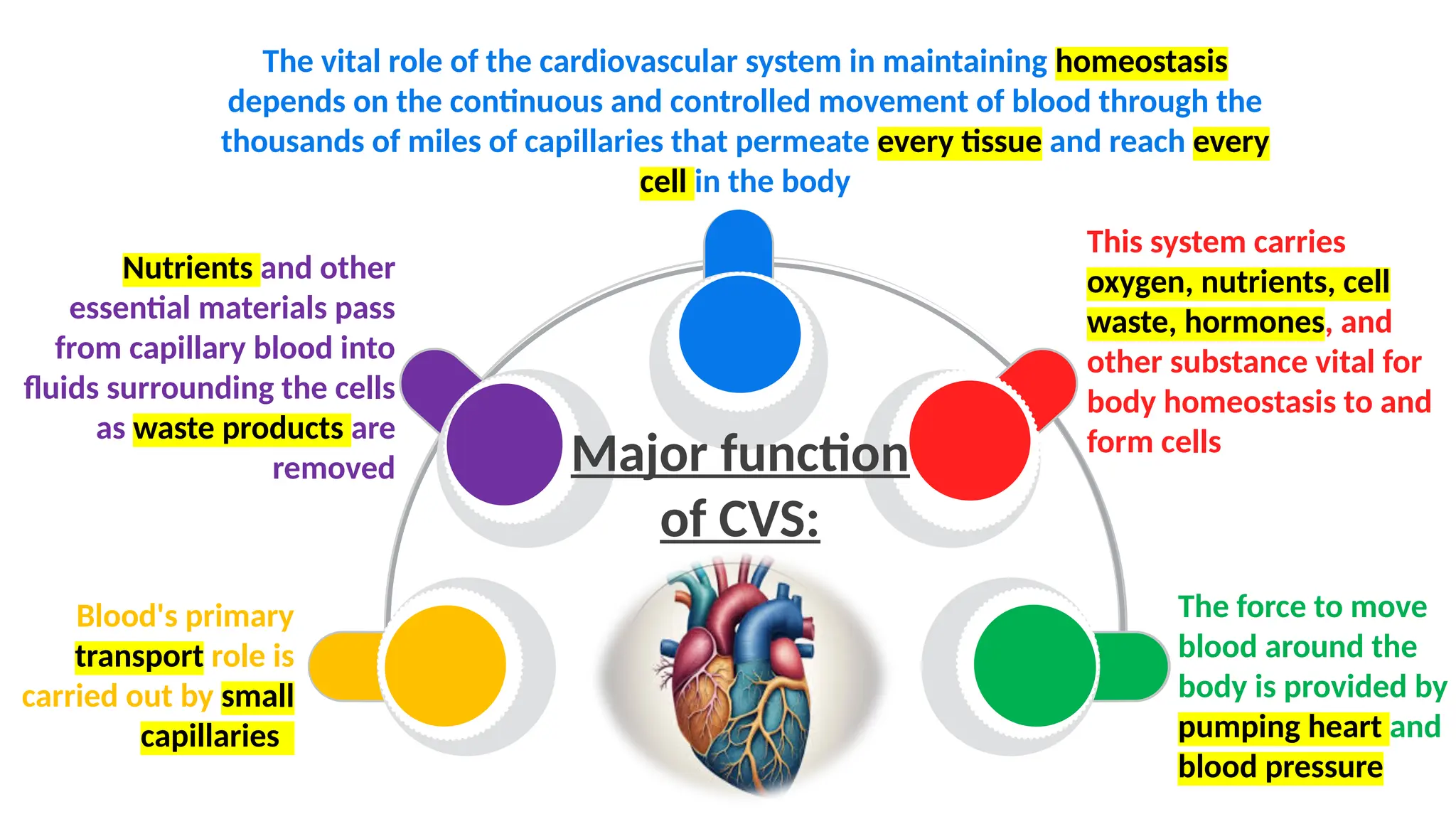 Cardio vascular system (1).pptx.Dr.Dhwani Kawedia | PPTX