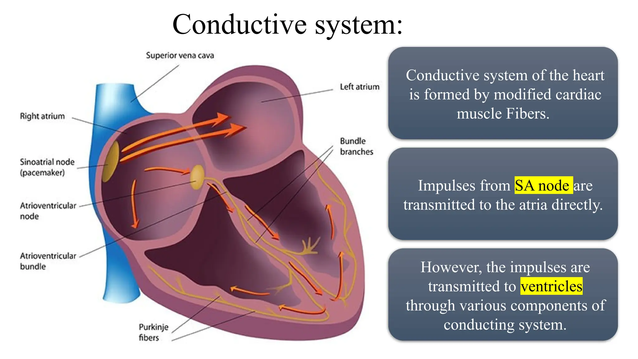 Cardio vascular system (1).pptx.Dr.Dhwani Kawedia | PPTX