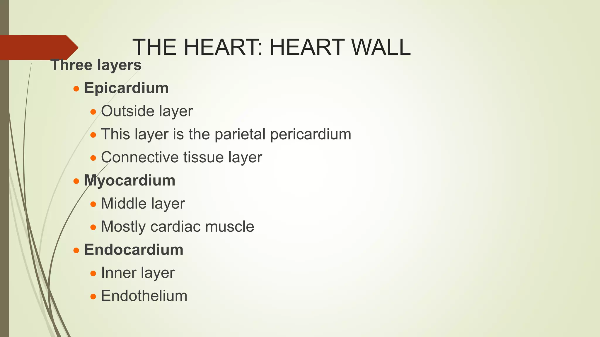 CARDIOVASCULAR SYSTEM 12.pptx