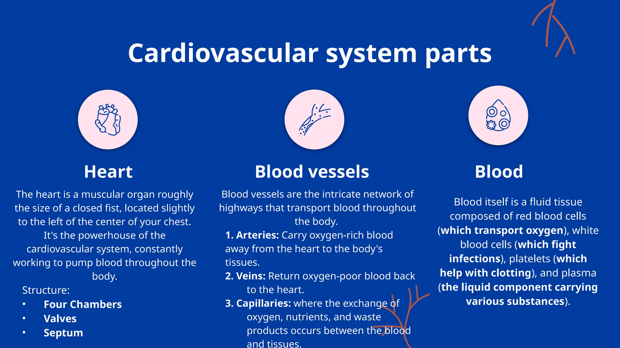 Cardiovascular system covers structure, function and circulation of heart | PPTX