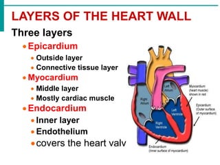 Cardio vascular system Anatomy and physiology | PPTX