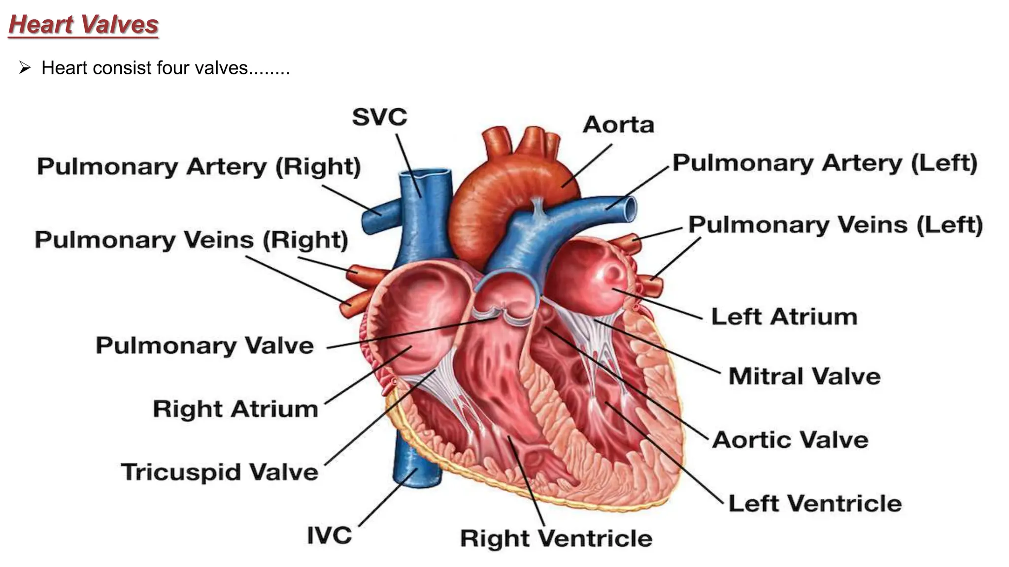 Basic Cardiovascular System Anatomy .pptx