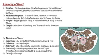 Basic Cardiovascular System Anatomy .pptx