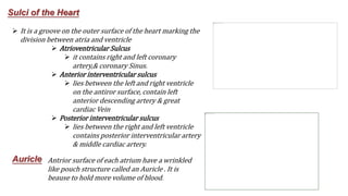 Basic Cardiovascular System Anatomy .pptx
