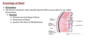 Basic Cardiovascular System Anatomy .pptx