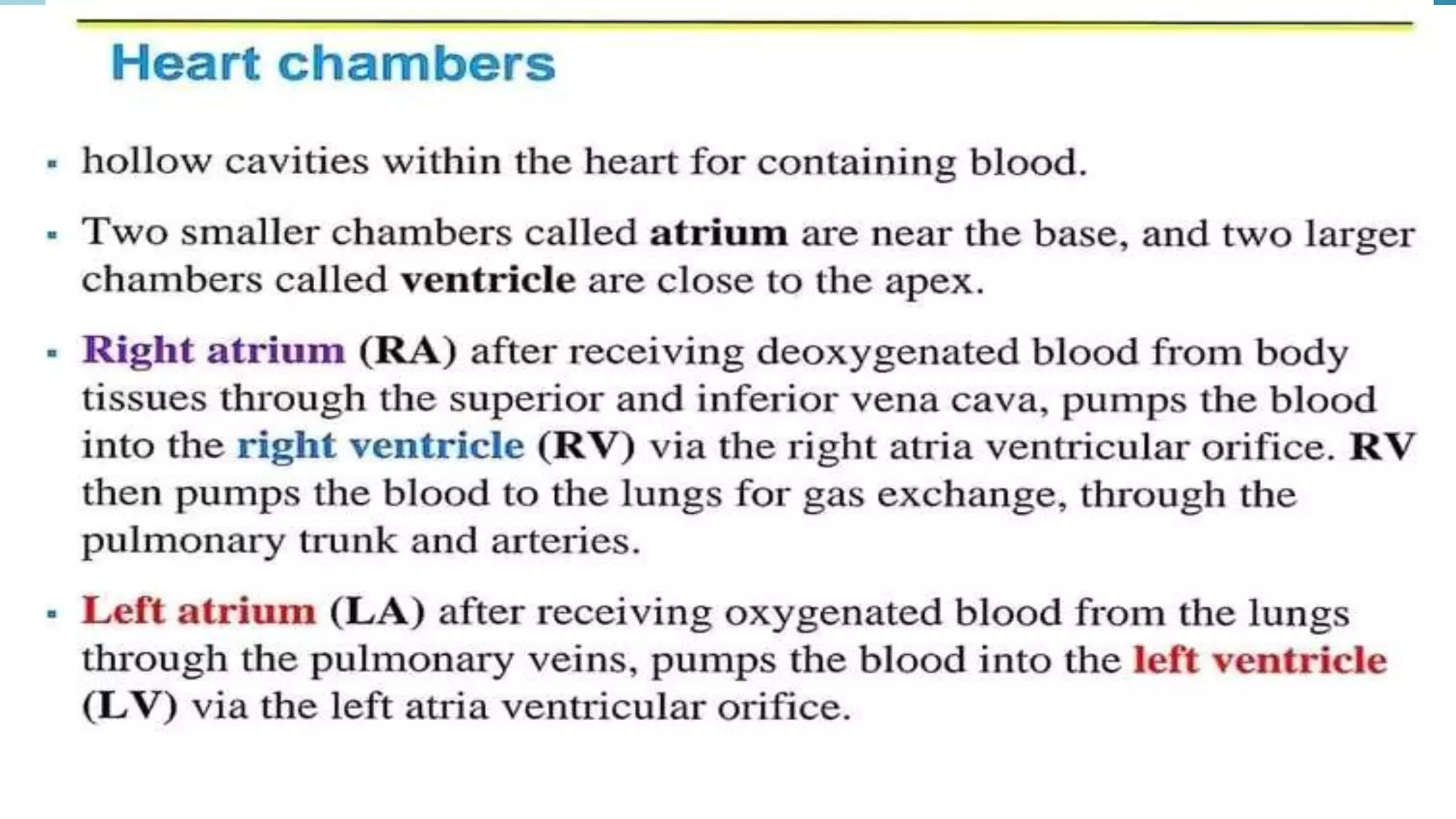 CARDIO VASCULAR SYSTEM ANATOMY AND PHYSIOLOGY SLIDESHARE | PPT