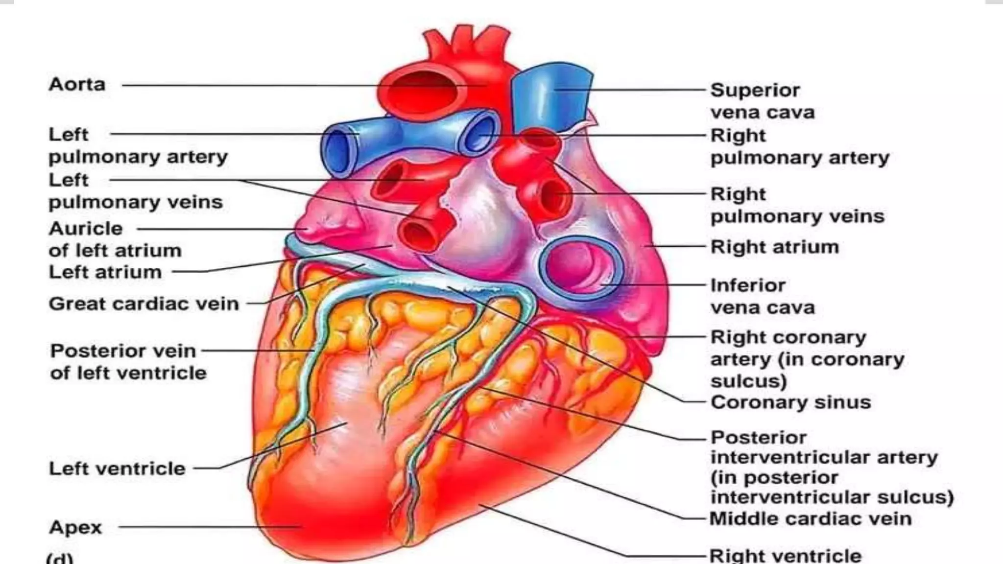 CARDIO VASCULAR SYSTEM ANATOMY AND PHYSIOLOGY SLIDESHARE | PPT
