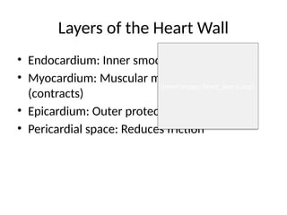 Cardiovascular_System_Anatomy_Interactive_With_Images (2).pptx