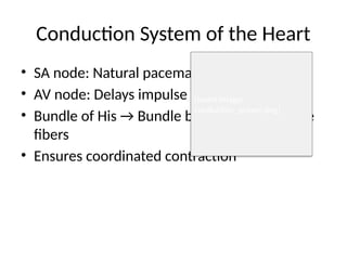 Cardiovascular_System_Anatomy_Interactive_With_Images (2).pptx