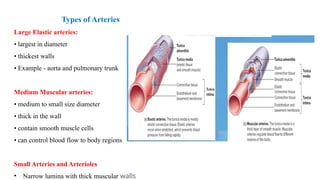 Cardiovascular system and Upper Limb Anatomy.pptx