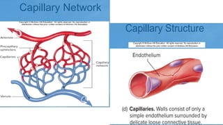 Cardiovascular system and Upper Limb Anatomy.pptx