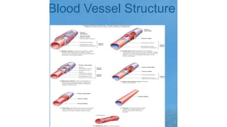 Cardiovascular system and Upper Limb Anatomy.pptx