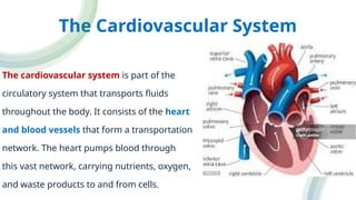 Cardiovascular system and Upper Limb Anatomy.pptx