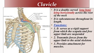 Cardiovascular system and Upper Limb Anatomy.pptx