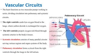 Cardiovascular system and Upper Limb Anatomy.pptx